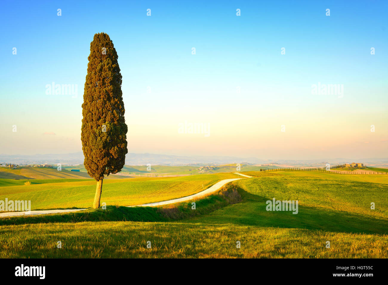 Tuscany, lonely cypress tree and white rural road on sunset. Siena ...