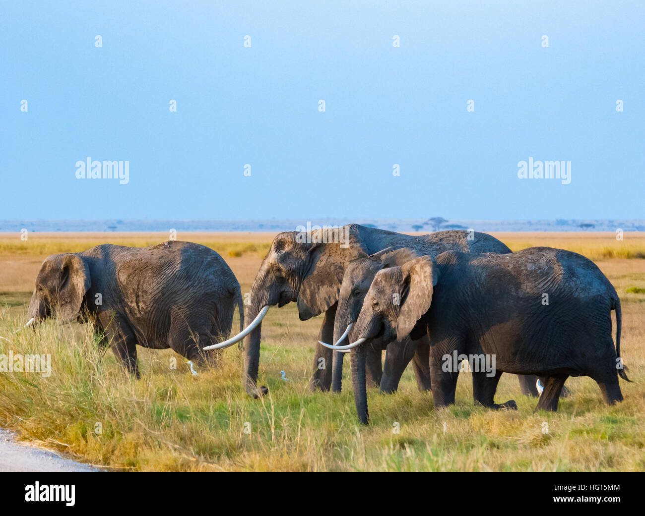 Large elephants in Amboseli, Kenya Stock Photo - Alamy