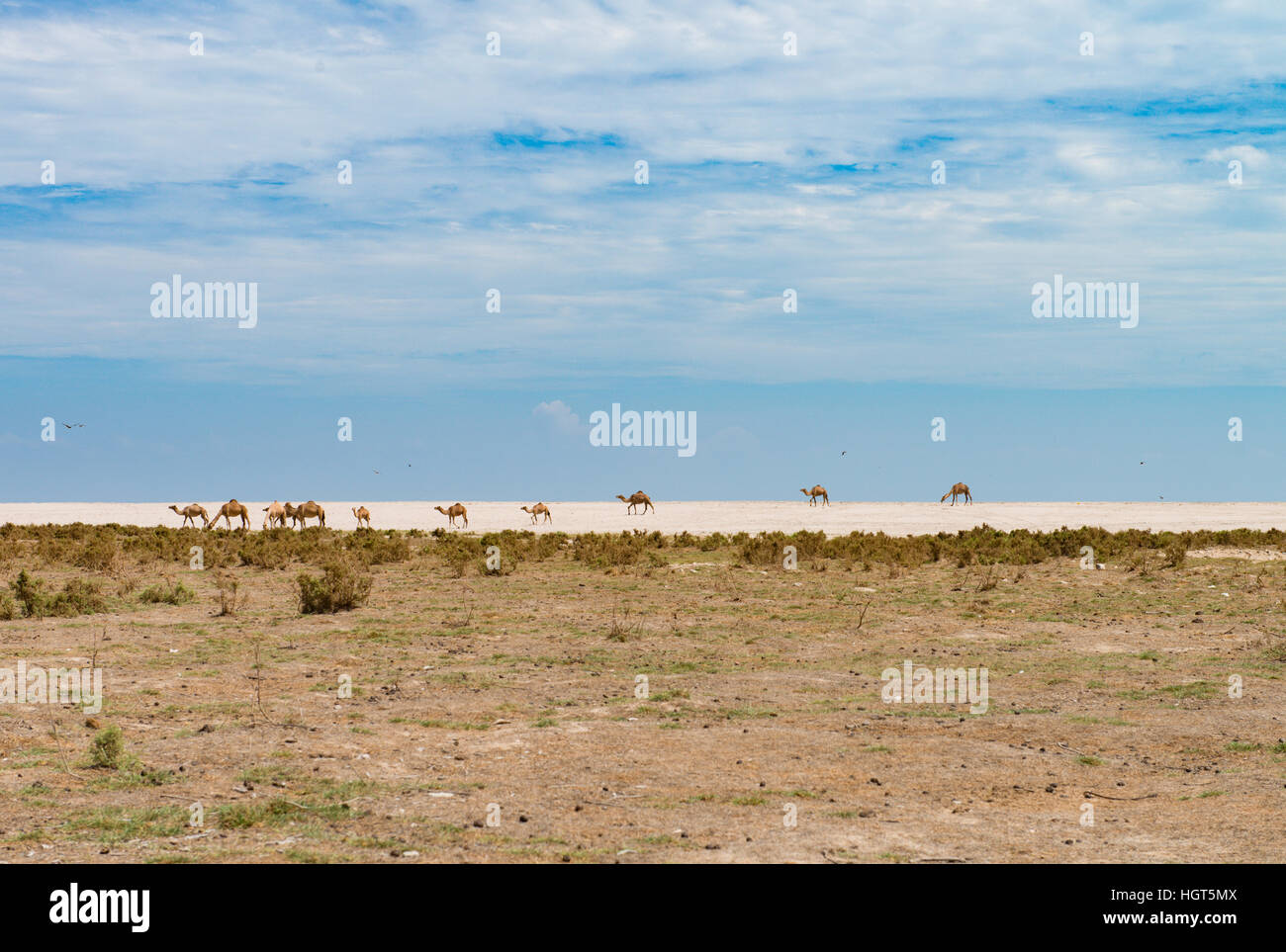 Camels walking on beach Stock Photo - Alamy