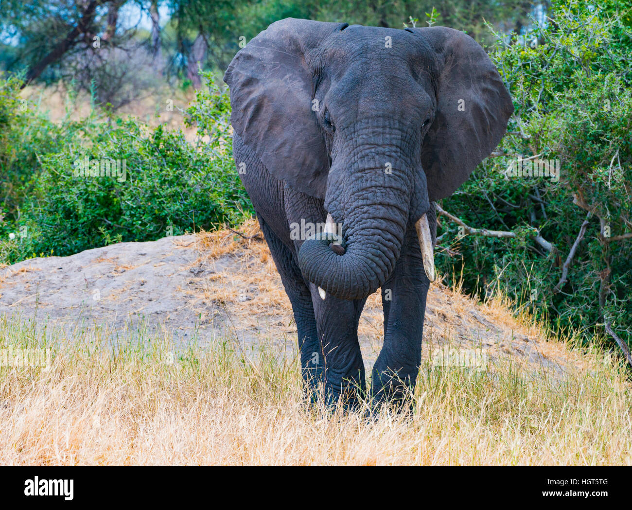 Elephant resting trunk on tusks Stock Photo - Alamy