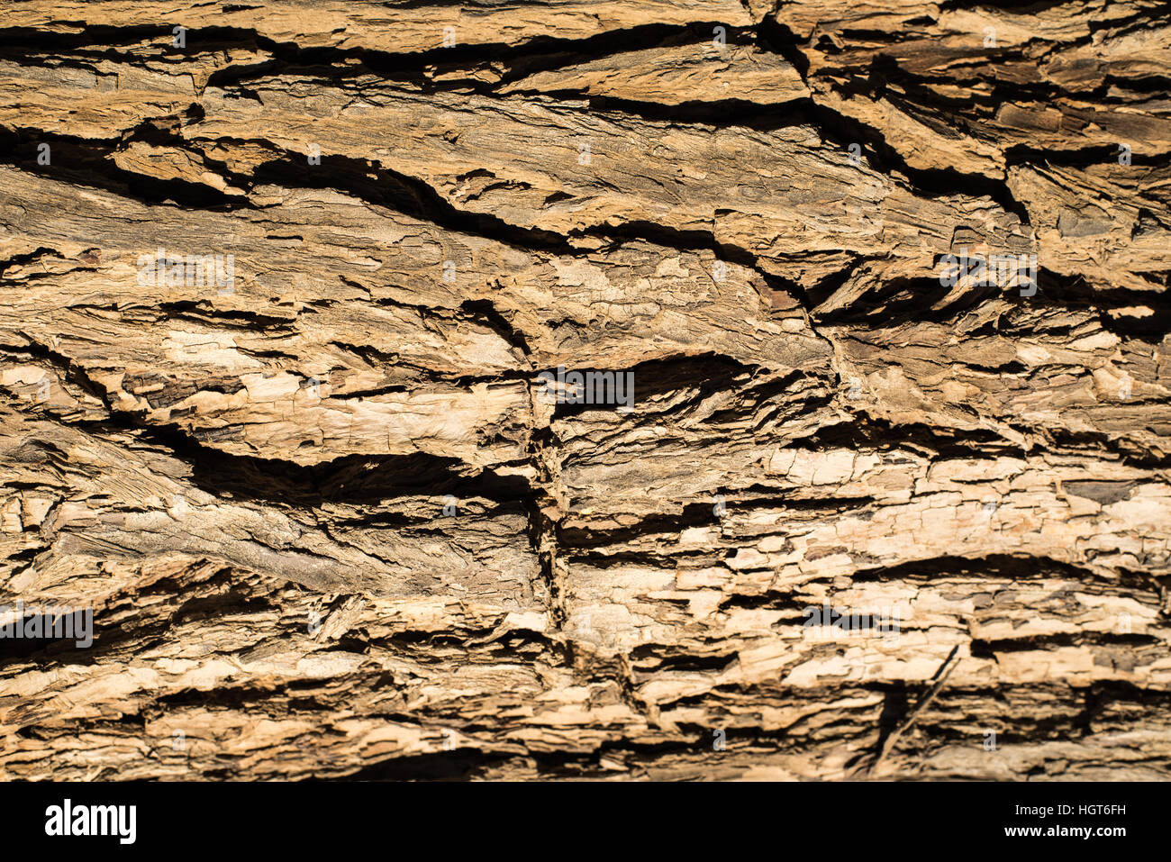 Tree bark wood texture for background or design Stock Photo - Alamy