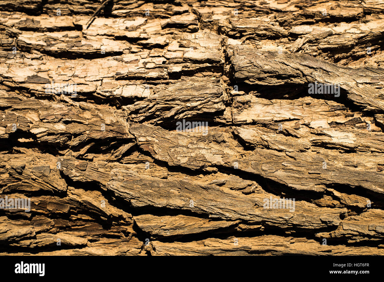 Tree bark wood texture for background or design Stock Photo - Alamy