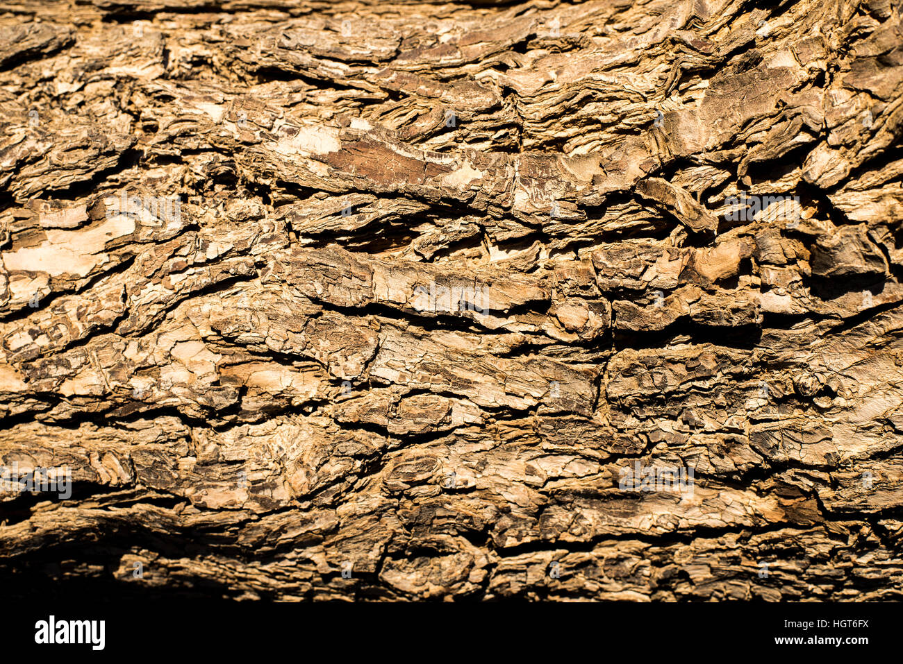 Light tree bark wood texture for background or design Stock Photo - Alamy