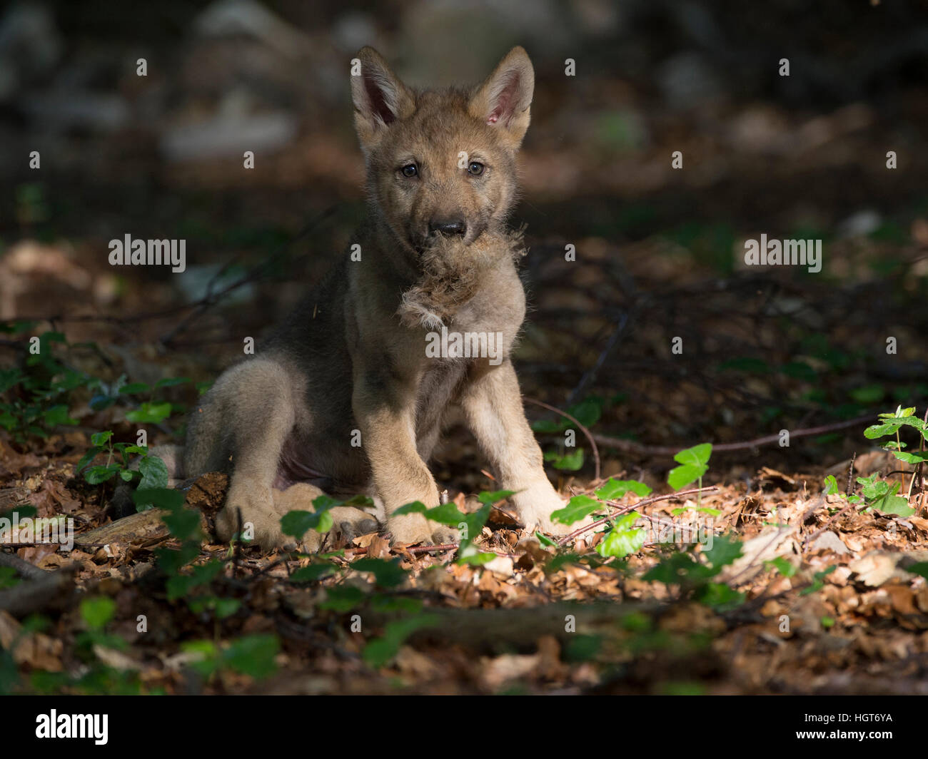 Wolf cub sitting hi-res stock photography and images - Alamy