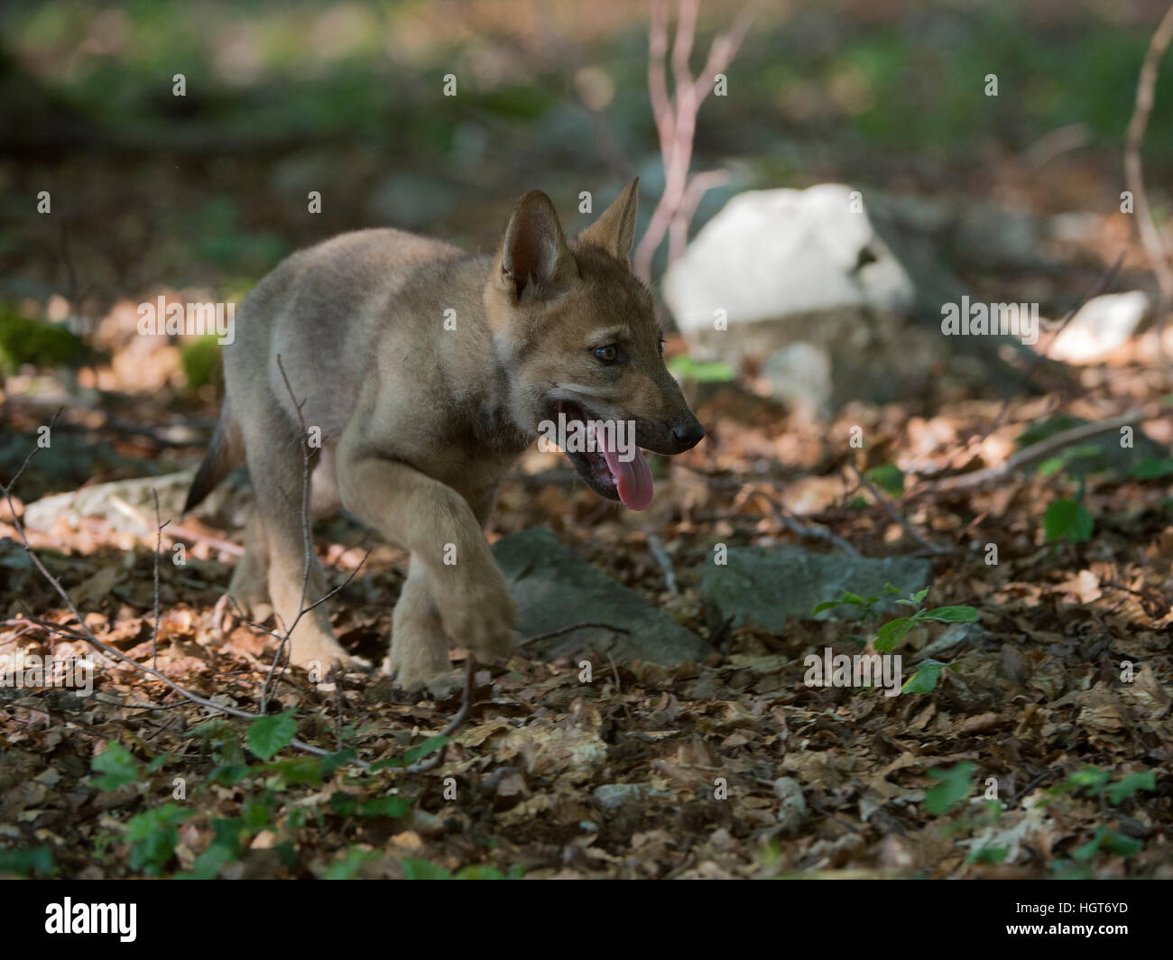European Wolf (Canis lupus), .cub walking, Wildenburg enclosure ...