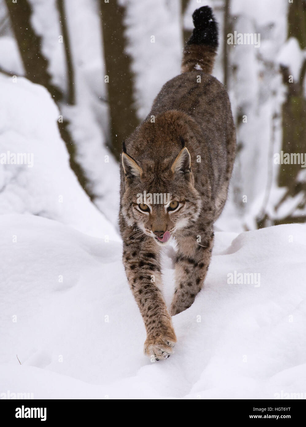 European Lynx (Felis lynx, Lynx lynx). Adult running frontal to viewer ...