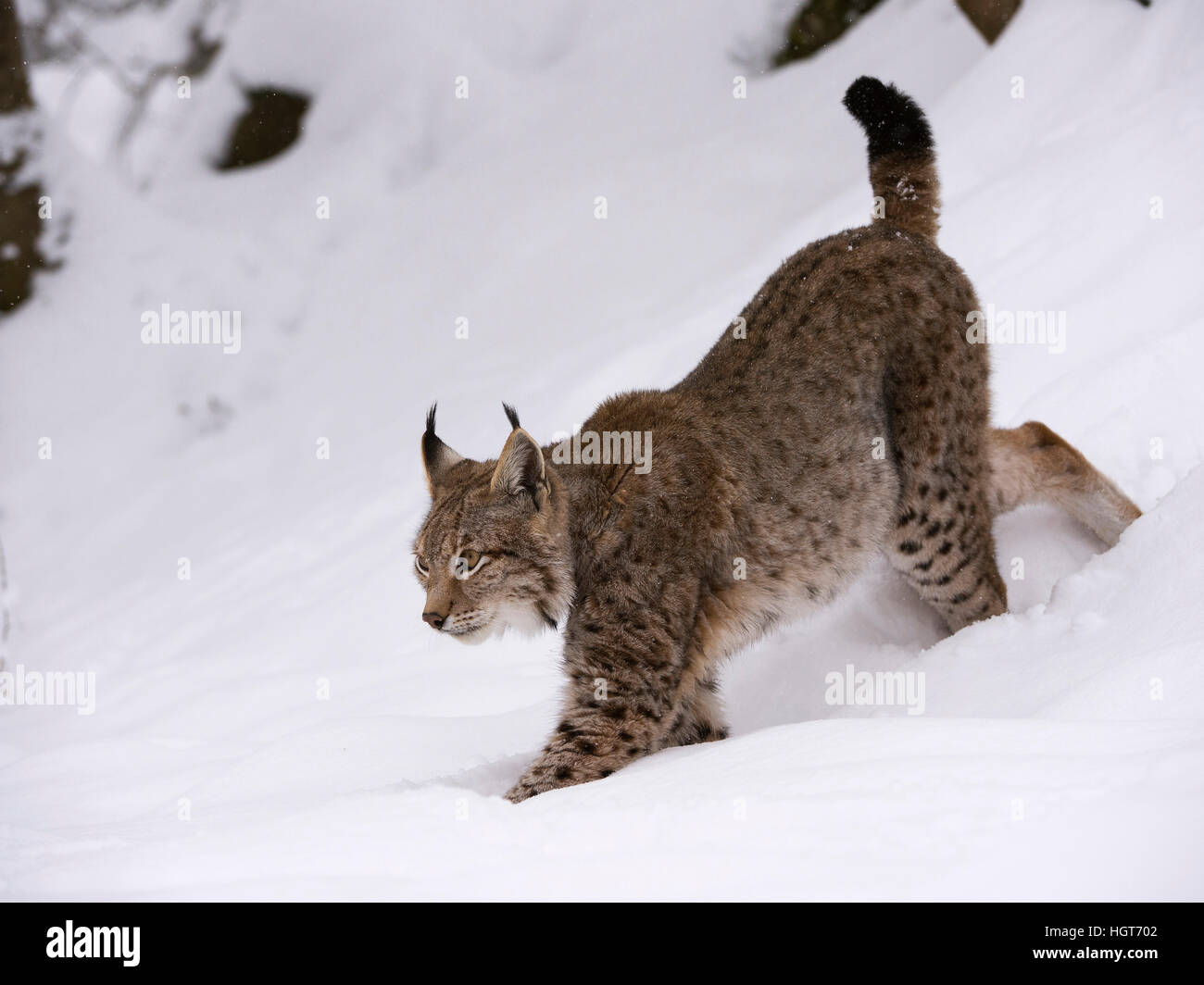 European Lynx (Felis lynx, Lynx lynx). Adult moving through snowy ...