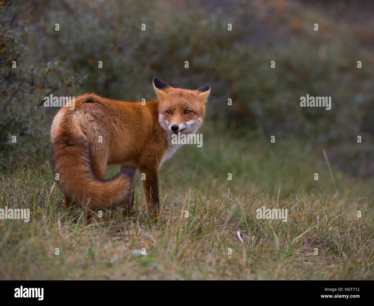 Red Fox ( Vulpes vulpes) adult turning around Stock Photo - Alamy