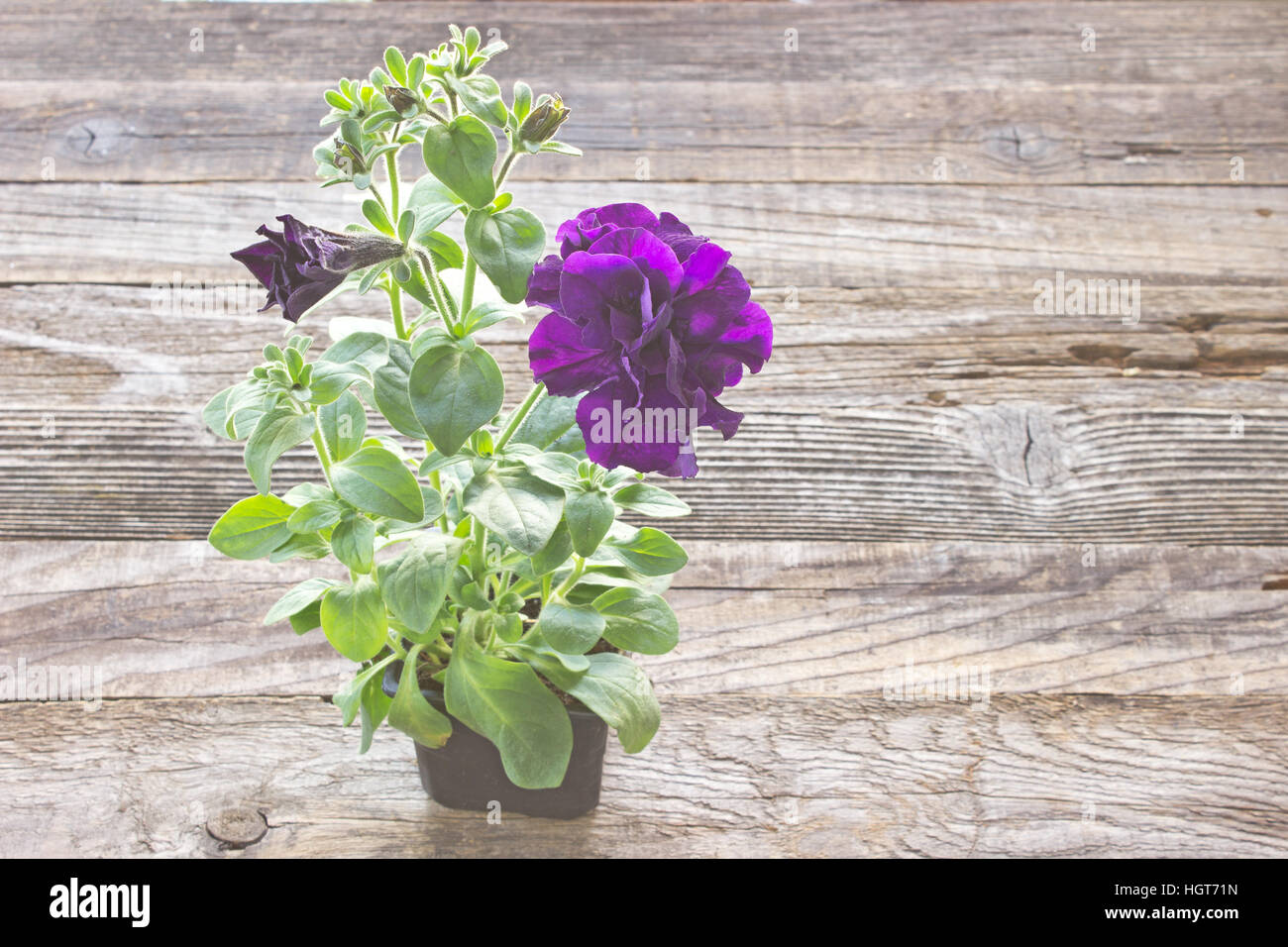Double petunia in pot on wooden background Stock Photo - Alamy