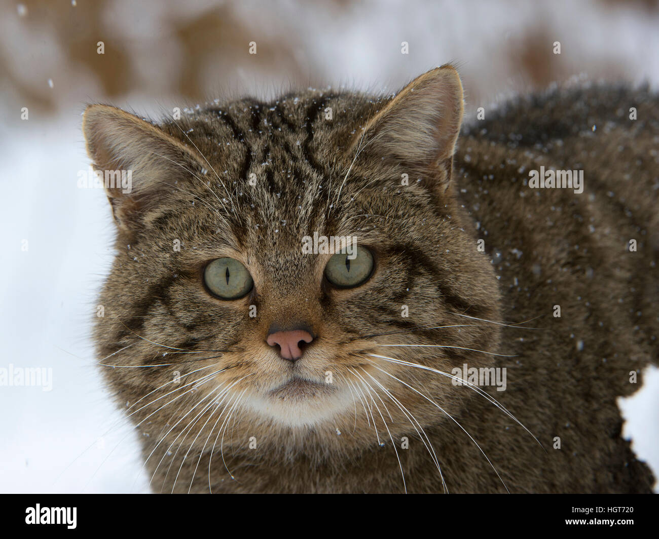 European Wildcat (Felis silvestris). Portrait in the snowy forest ...