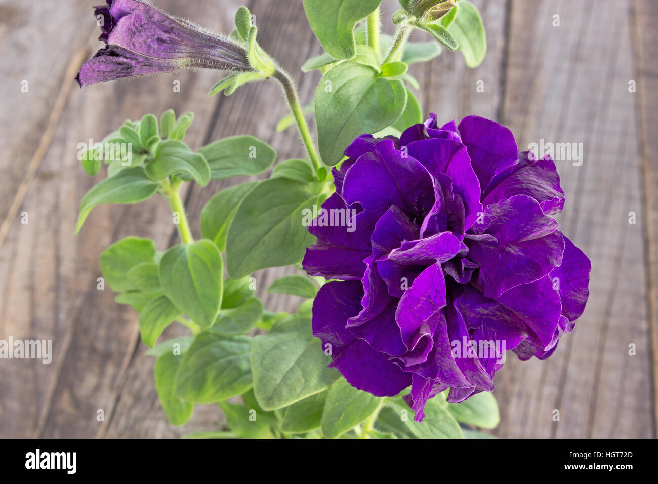 Petunia double hi-res stock photography and images - Alamy
