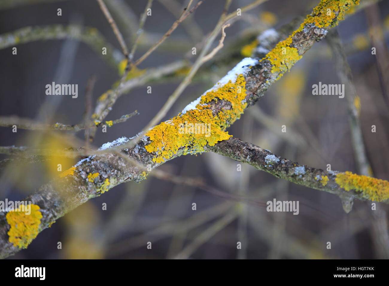 Fungus on twig hi-res stock photography and images - Alamy