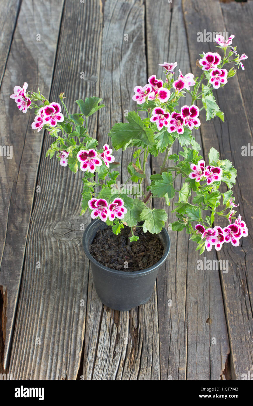 Purple geranium hi-res stock photography and images - Alamy