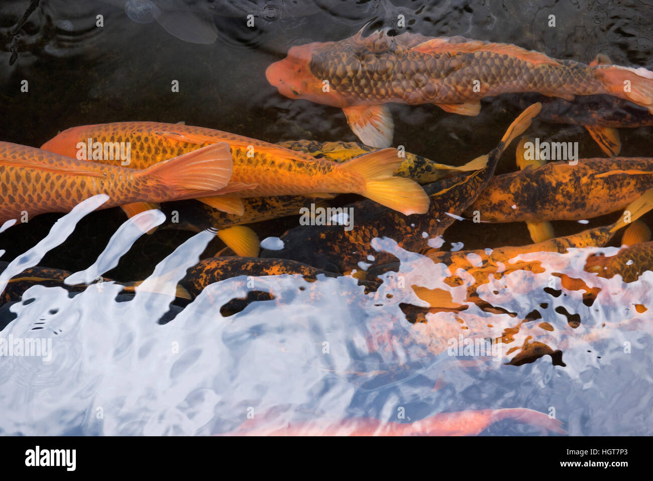 Good luck carp hi-res stock photography and images - Alamy