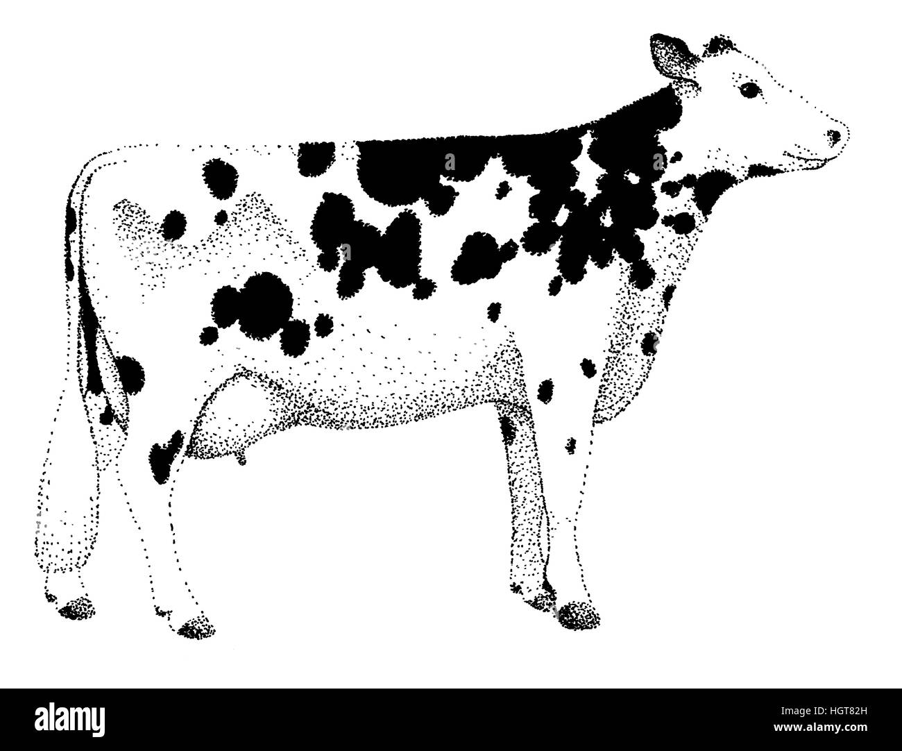 Cow illustration old lithography style hand drawn Stock Photo - Alamy