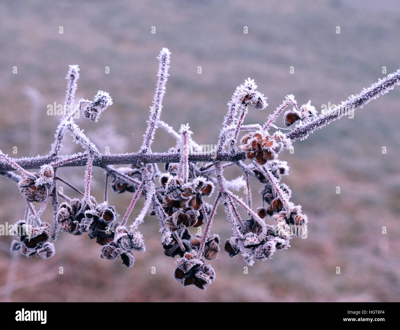 Close Up photo of a beautiful frosted plant in winter with violet tones ...