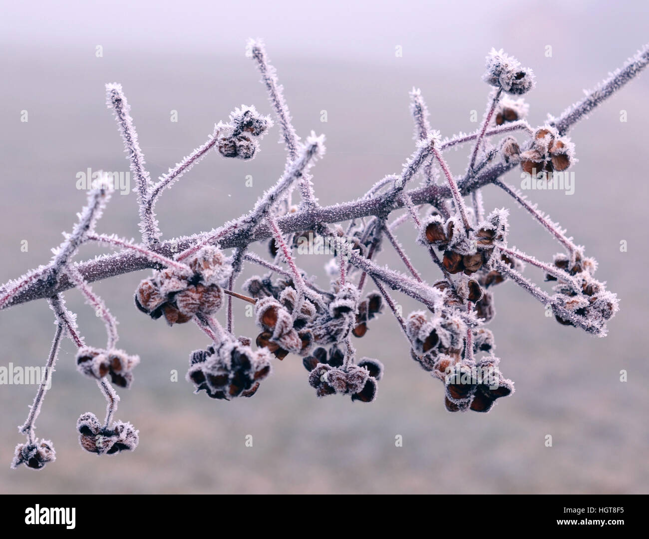Close Up photo of a beautiful frosted plant in winter with violet tones ...