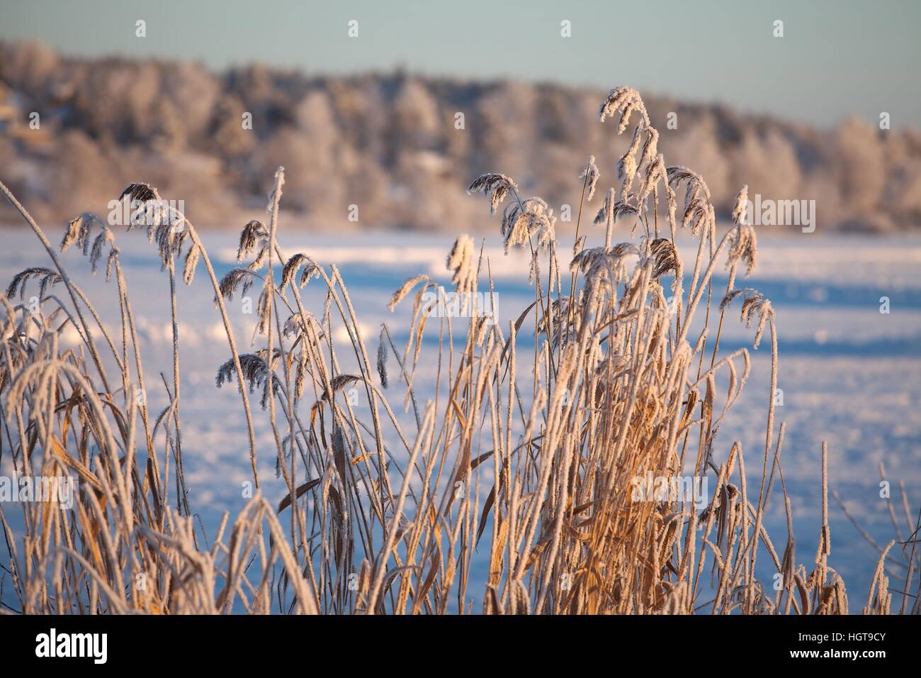 Frozen lake and reed Stock Photo - Alamy