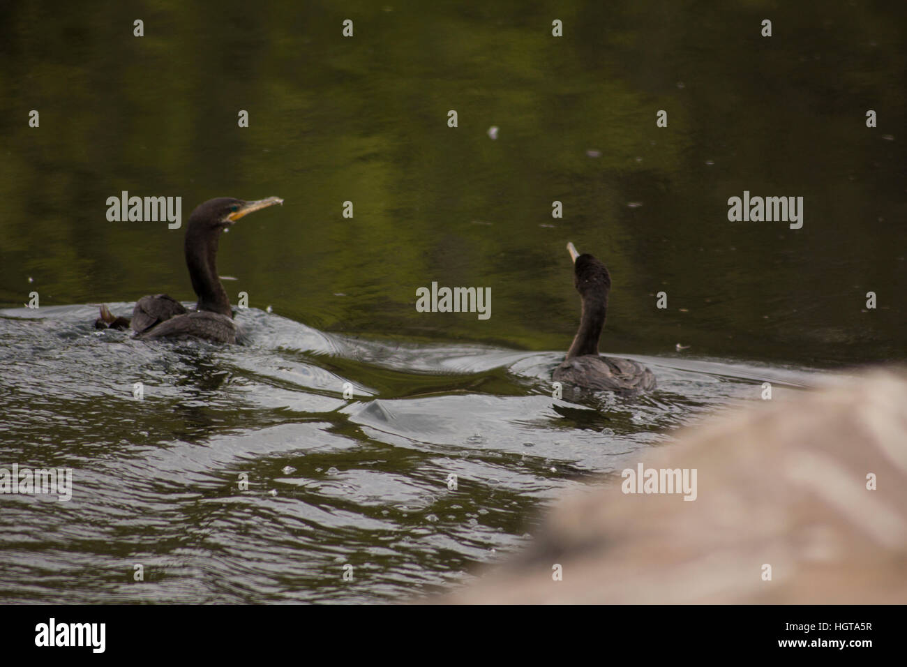 Birds villa carlos paz cordoba hi-res stock photography and images - Alamy