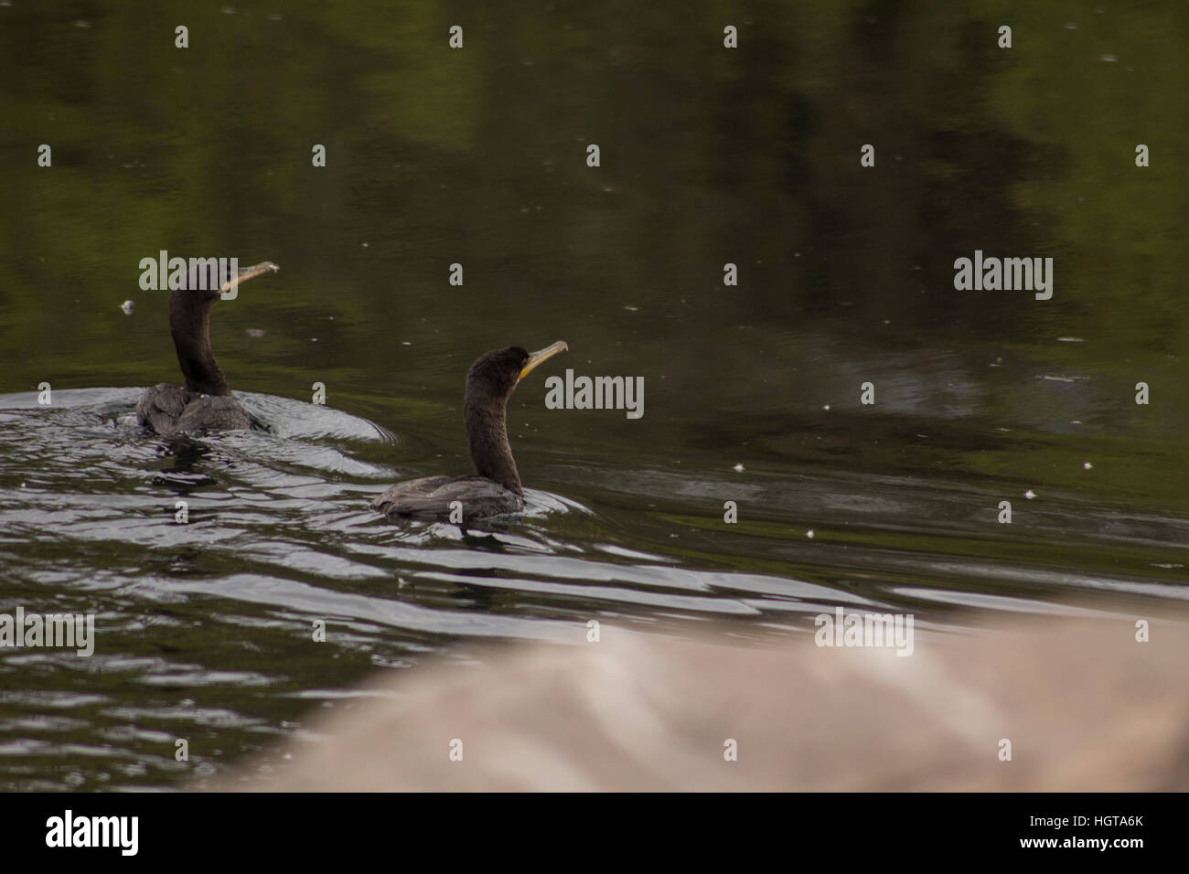 Birds of Villa Carlos Paz, Cordoba, Argentina Stock Photo - Alamy