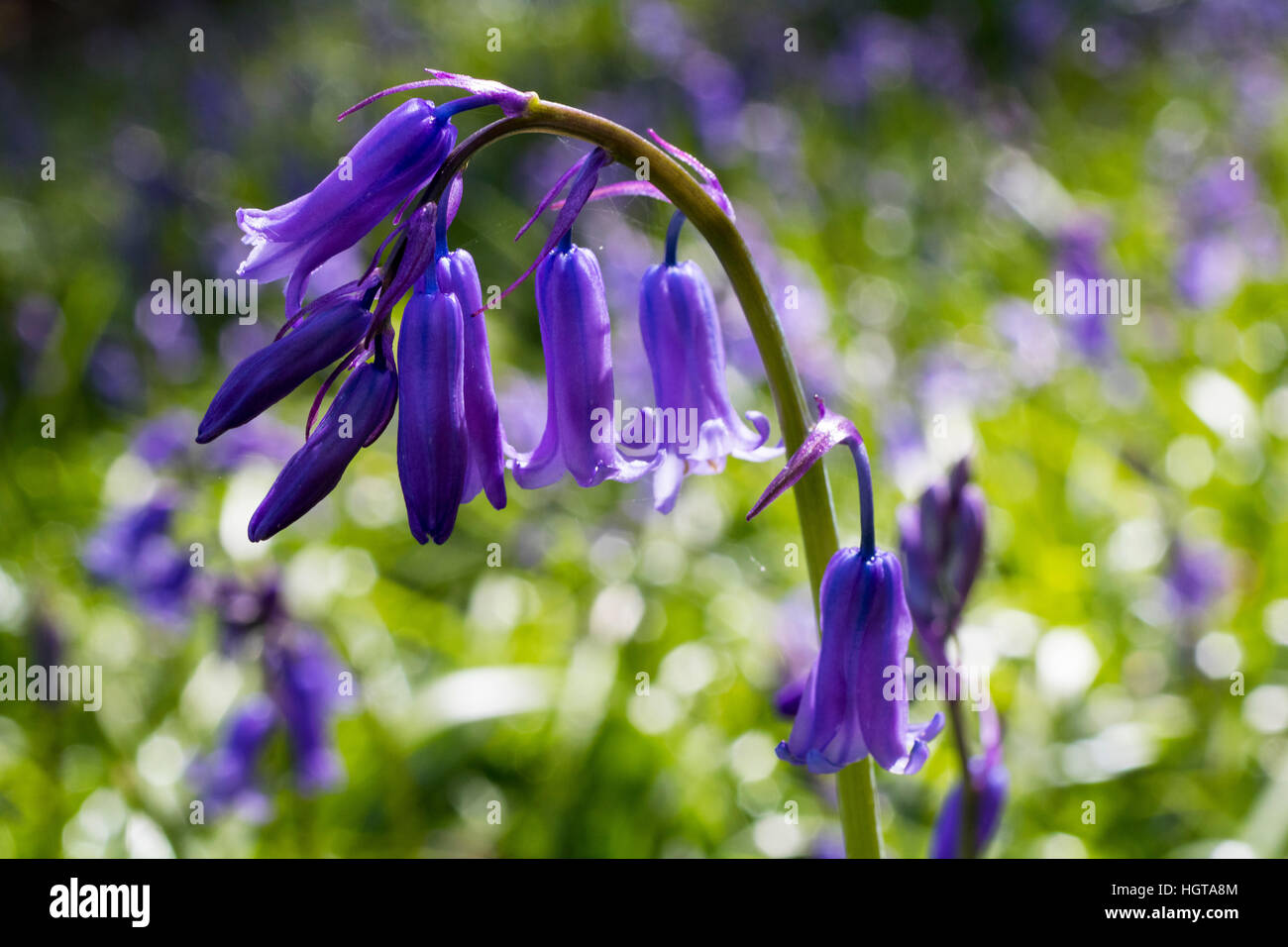 ‘One in a Million’ – Close up Detail of a Single Bluebell Flower ...
