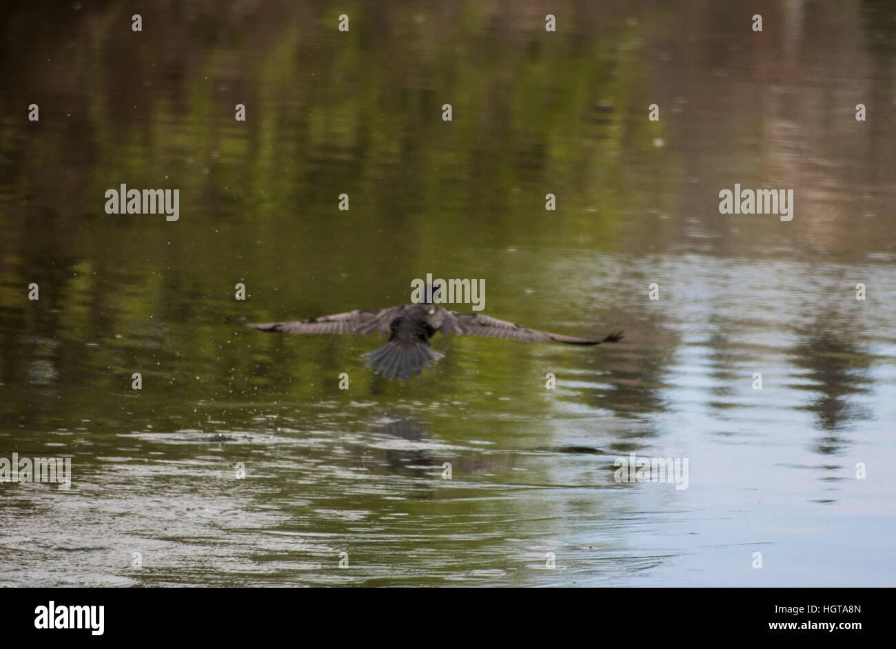 Birds of Villa Carlos Paz, Cordoba, Argentina Stock Photo - Alamy