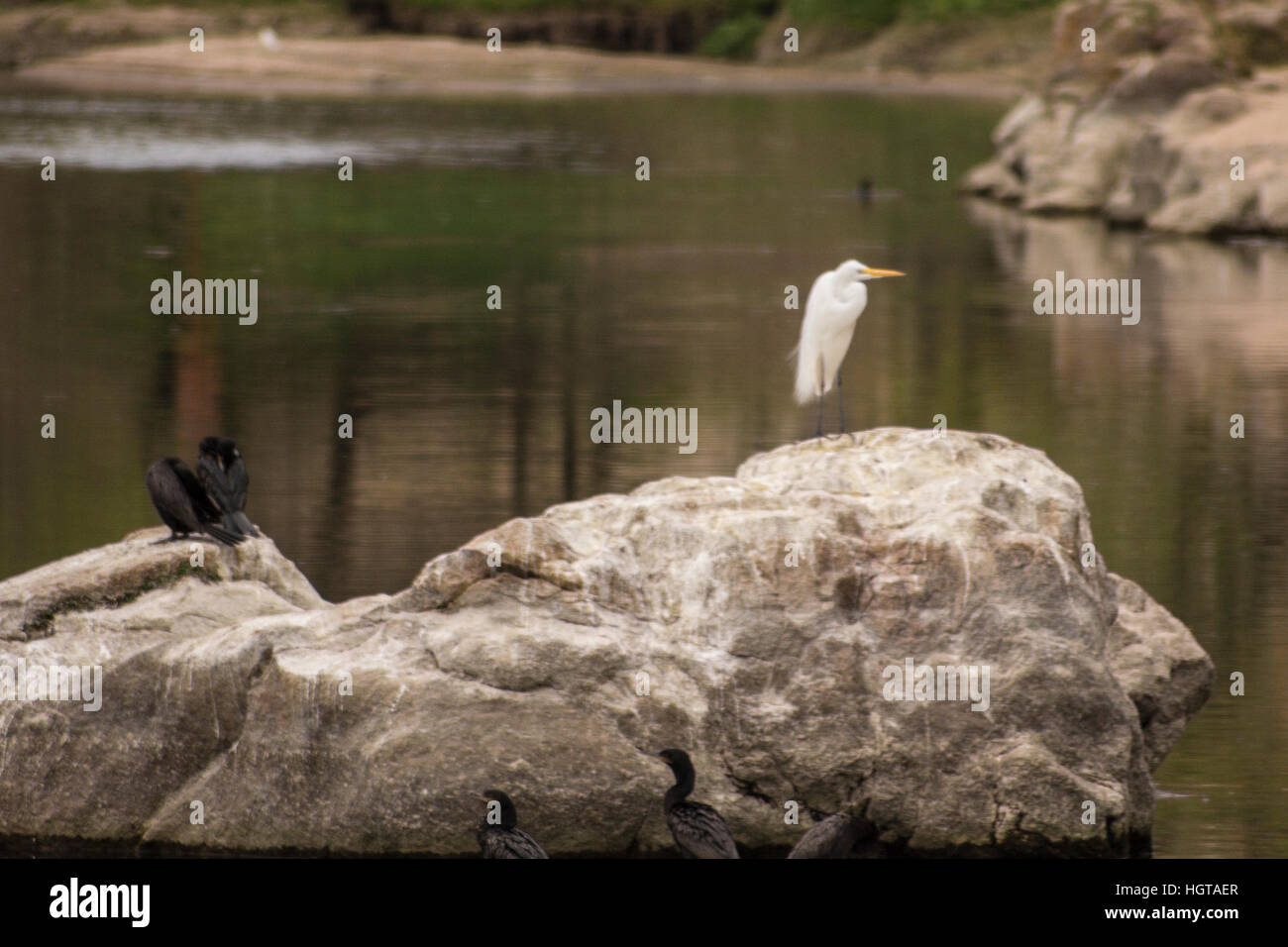 Birds of Villa Carlos Paz, Cordoba, Argentina Stock Photo - Alamy