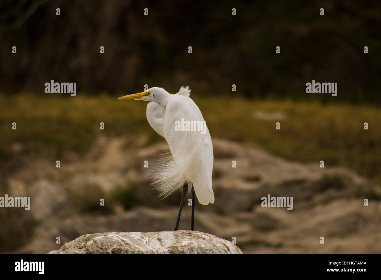 Birds of Villa Carlos Paz, Cordoba, Argentina Stock Photo - Alamy