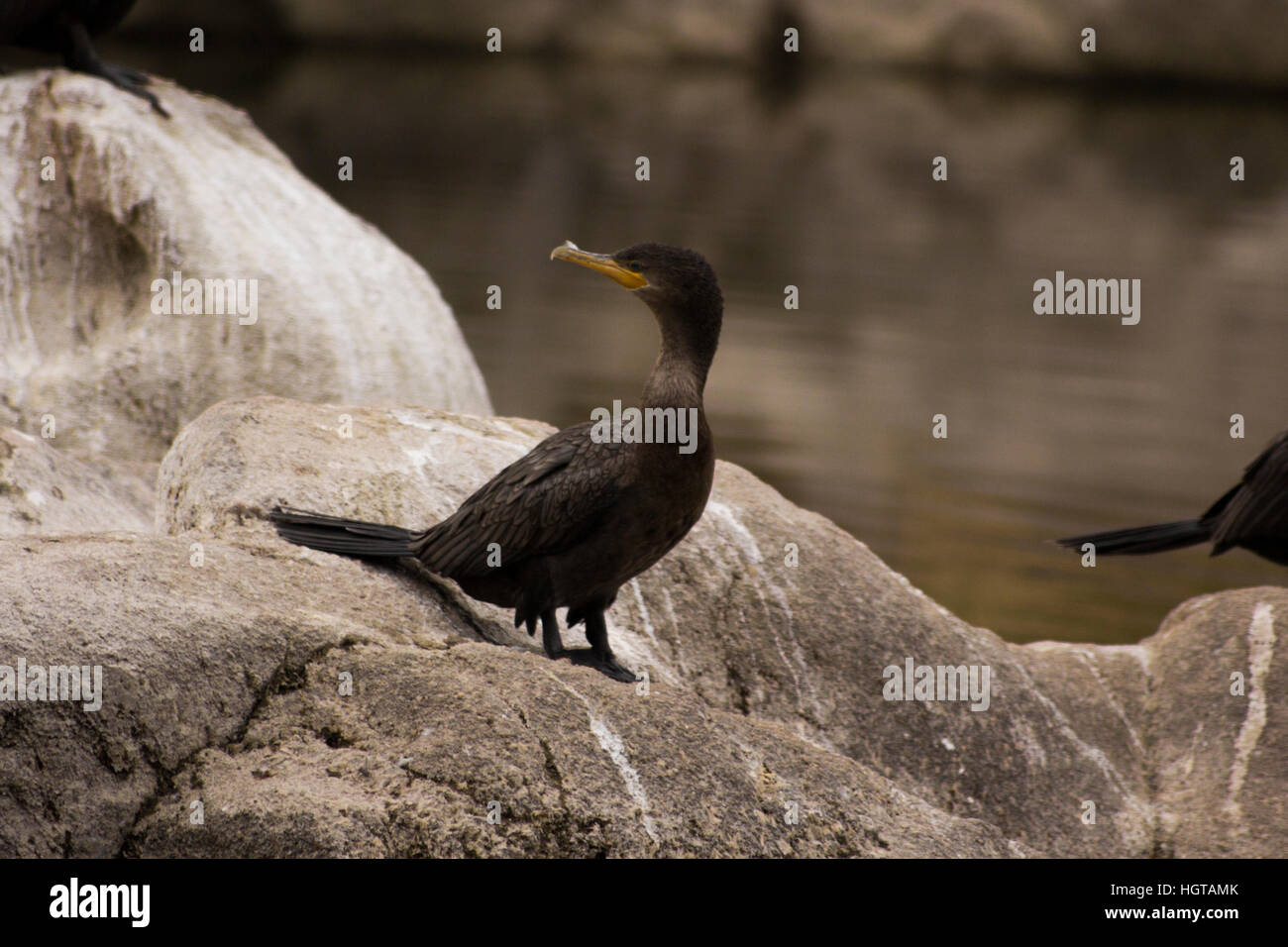 Birds of Villa Carlos Paz, Cordoba, Argentina Stock Photo - Alamy
