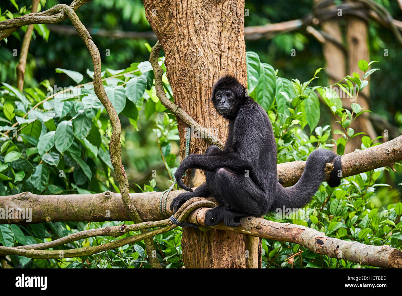 Singapore, Singapore Zoological Gardens, Mandai Zoo, spider monkey ...