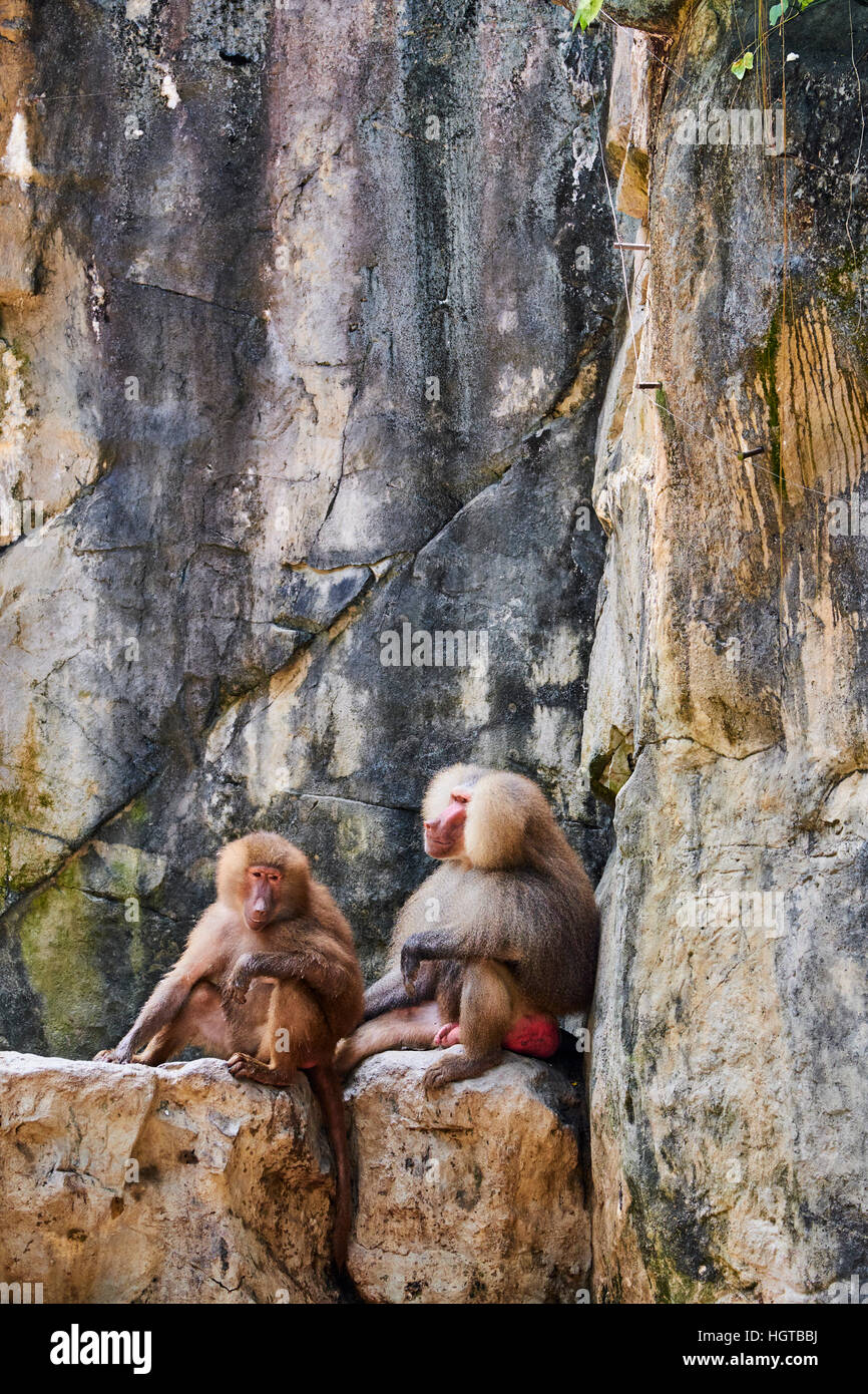 Singapore, Singapore Zoological Gardens, Mandai Zoo, baboon Stock Photo ...