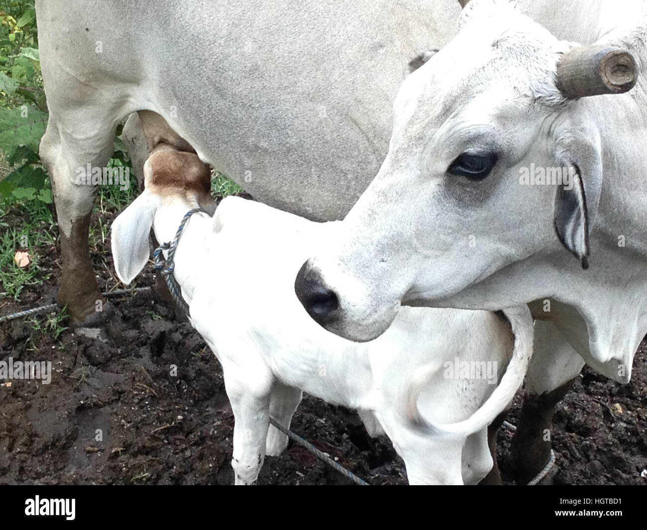 Calf milking hi-res stock photography and images - Alamy