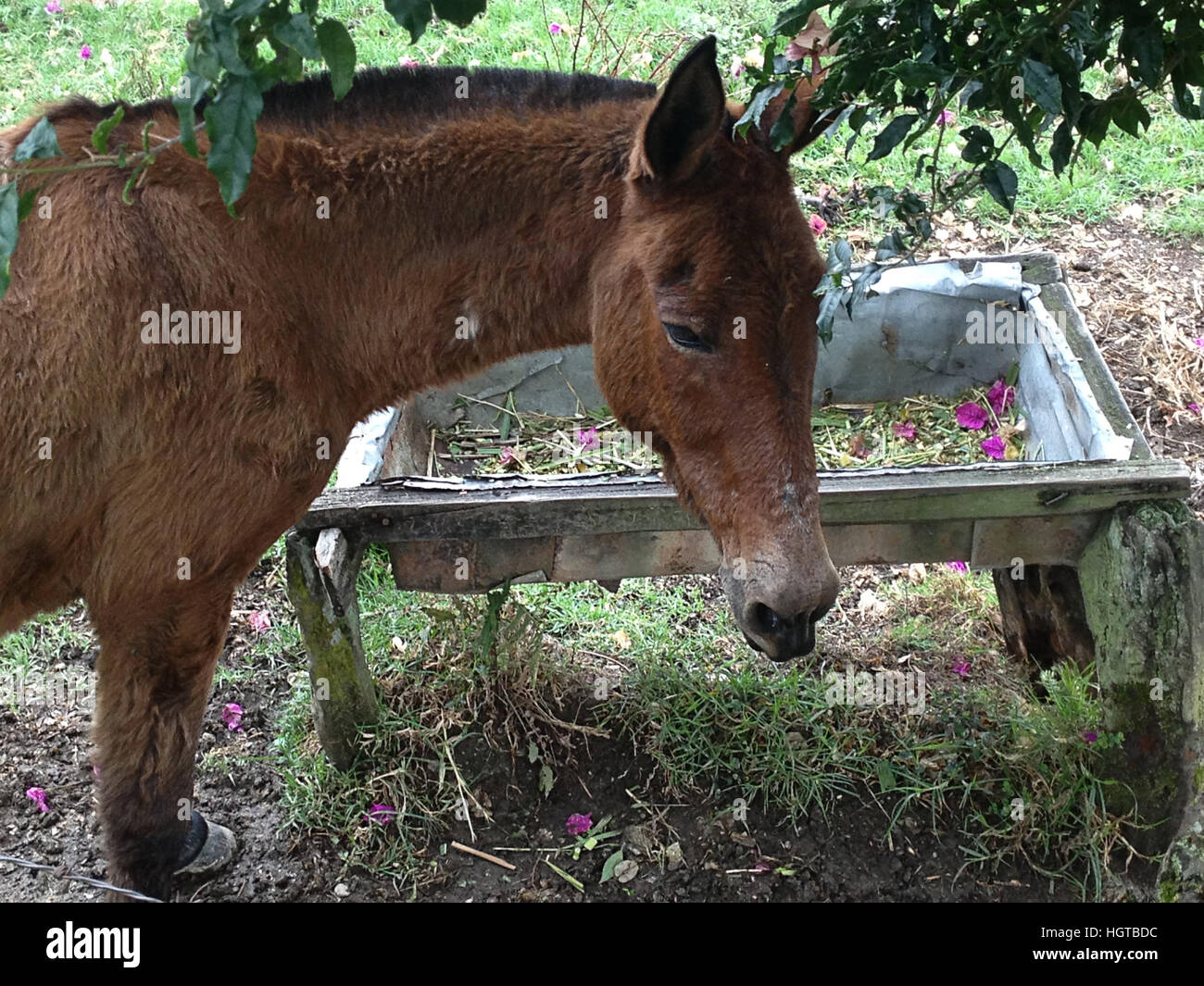 Mule portrait at a farm Stock Photo - Alamy