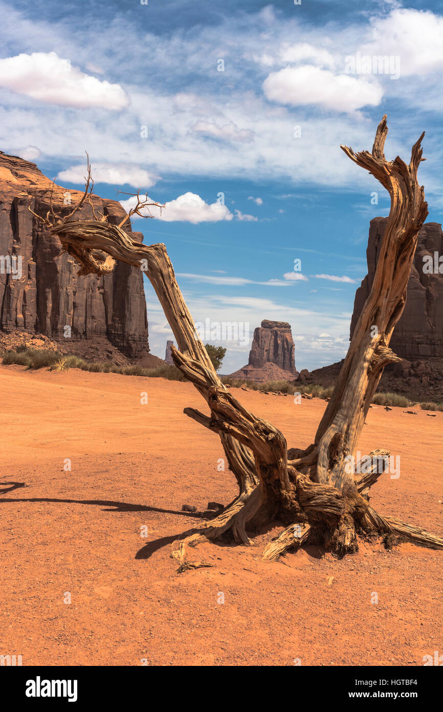 Dead tree in Monument Valley, Arizona Stock Photo - Alamy