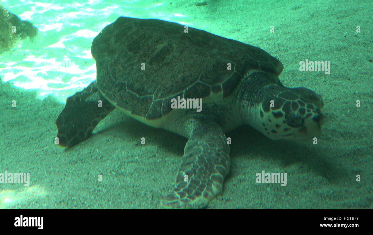 Tortoises resting hi-res stock photography and images - Alamy