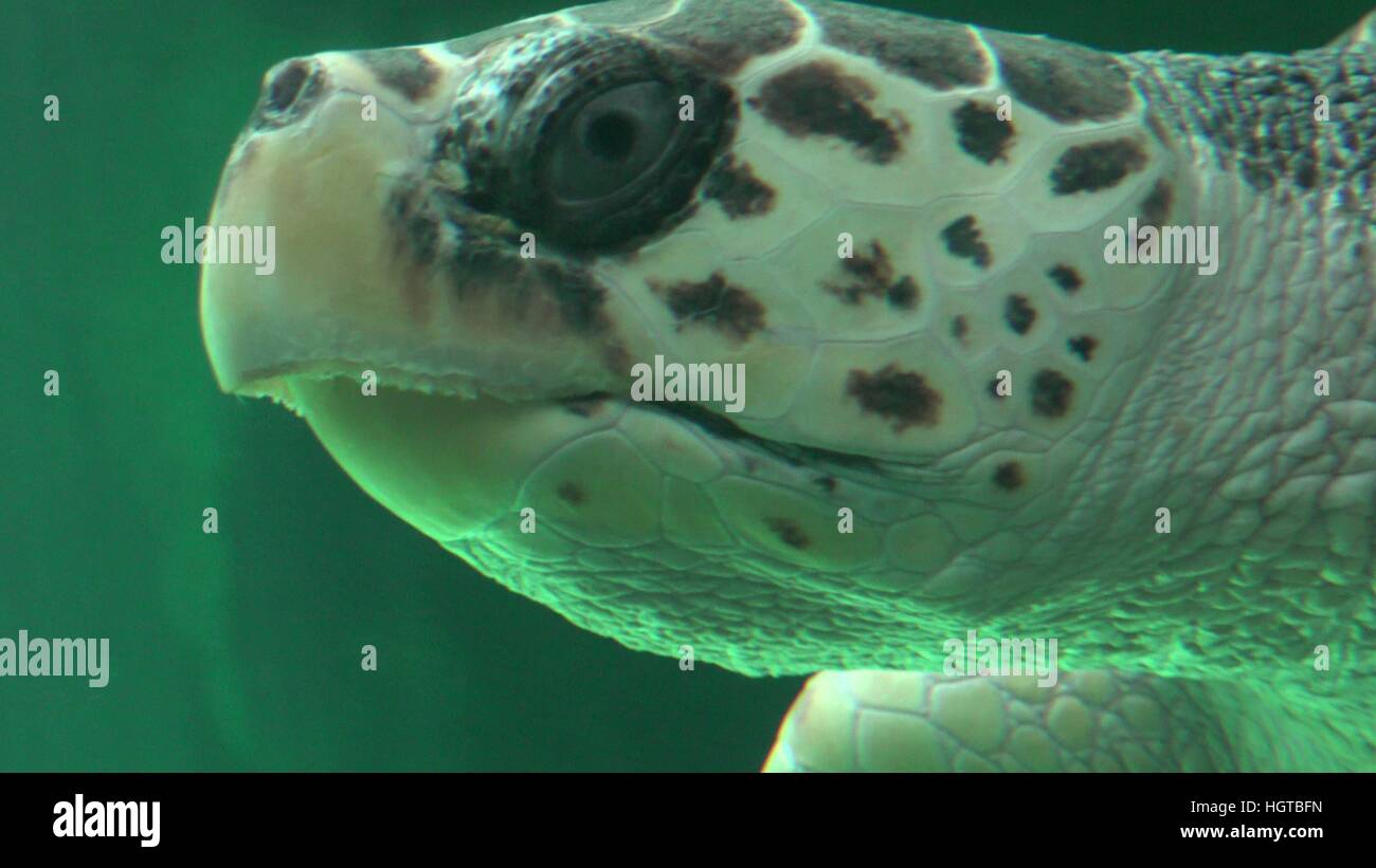 Sea Turtle Swimming In Aquarium Stock Photo - Alamy