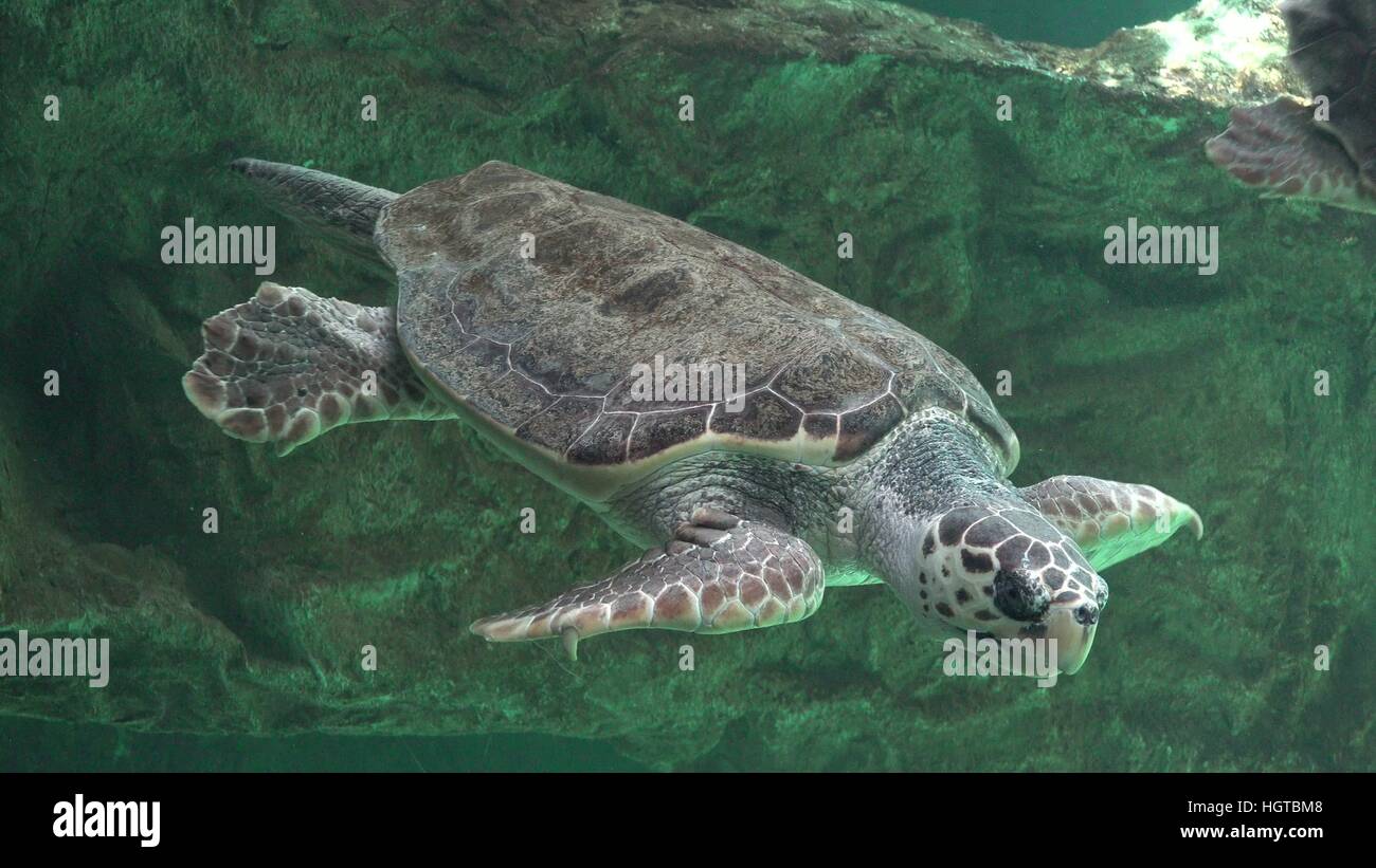 Sea Turtles And Other Marine Life Stock Photo - Alamy