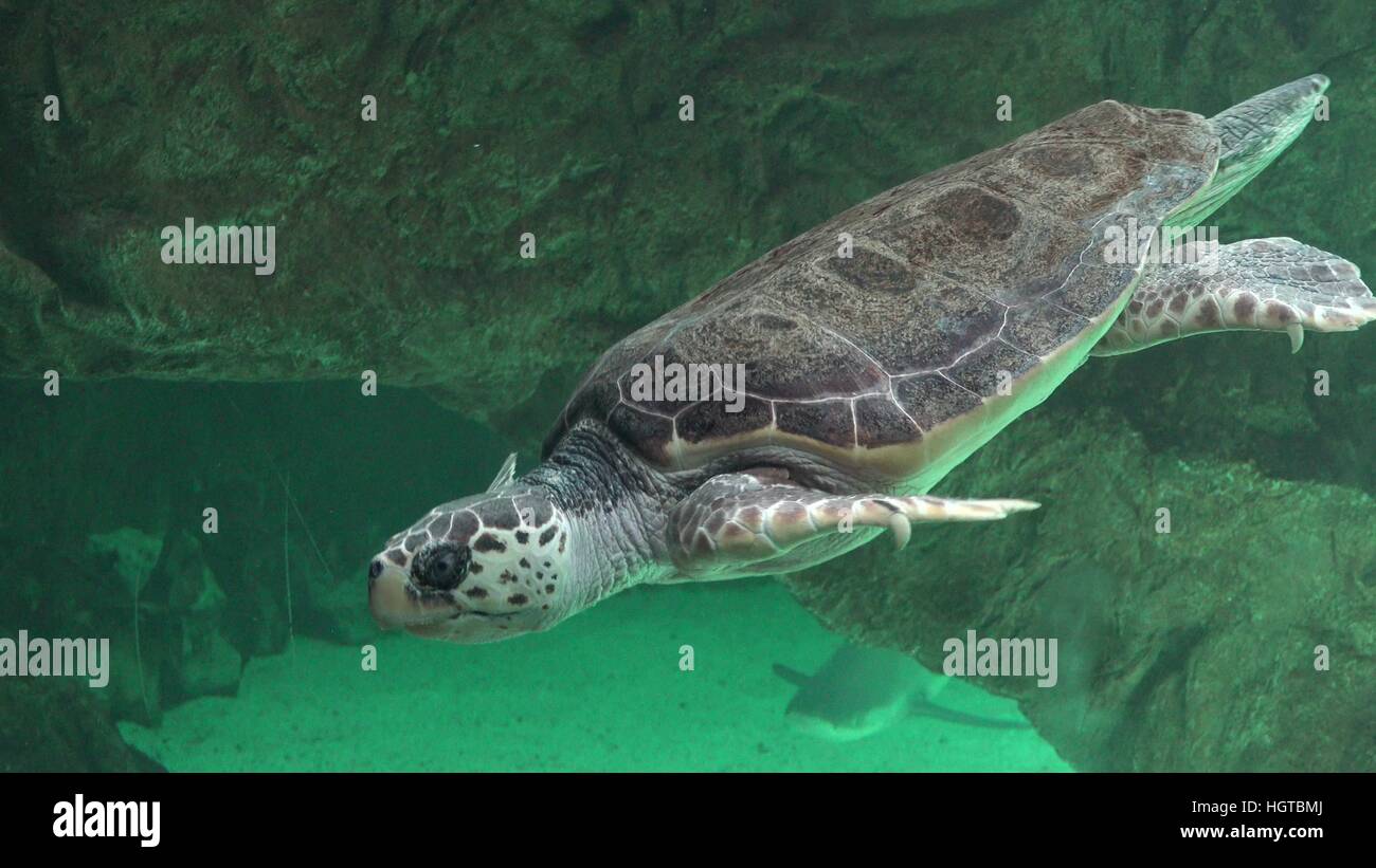 Sea Turtles And Other Marine Life Stock Photo - Alamy