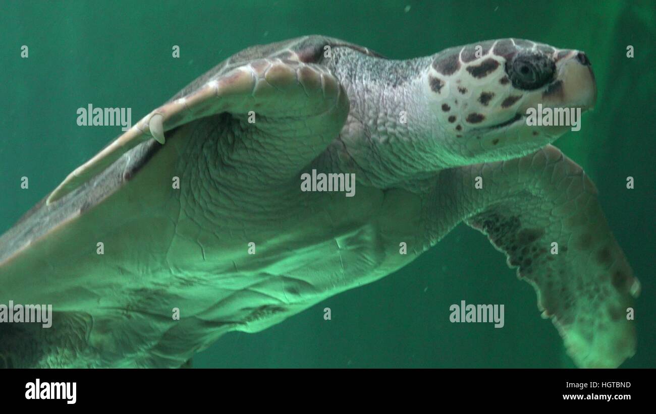 Sea Turtles Reptiles And Wildlife Stock Photo - Alamy