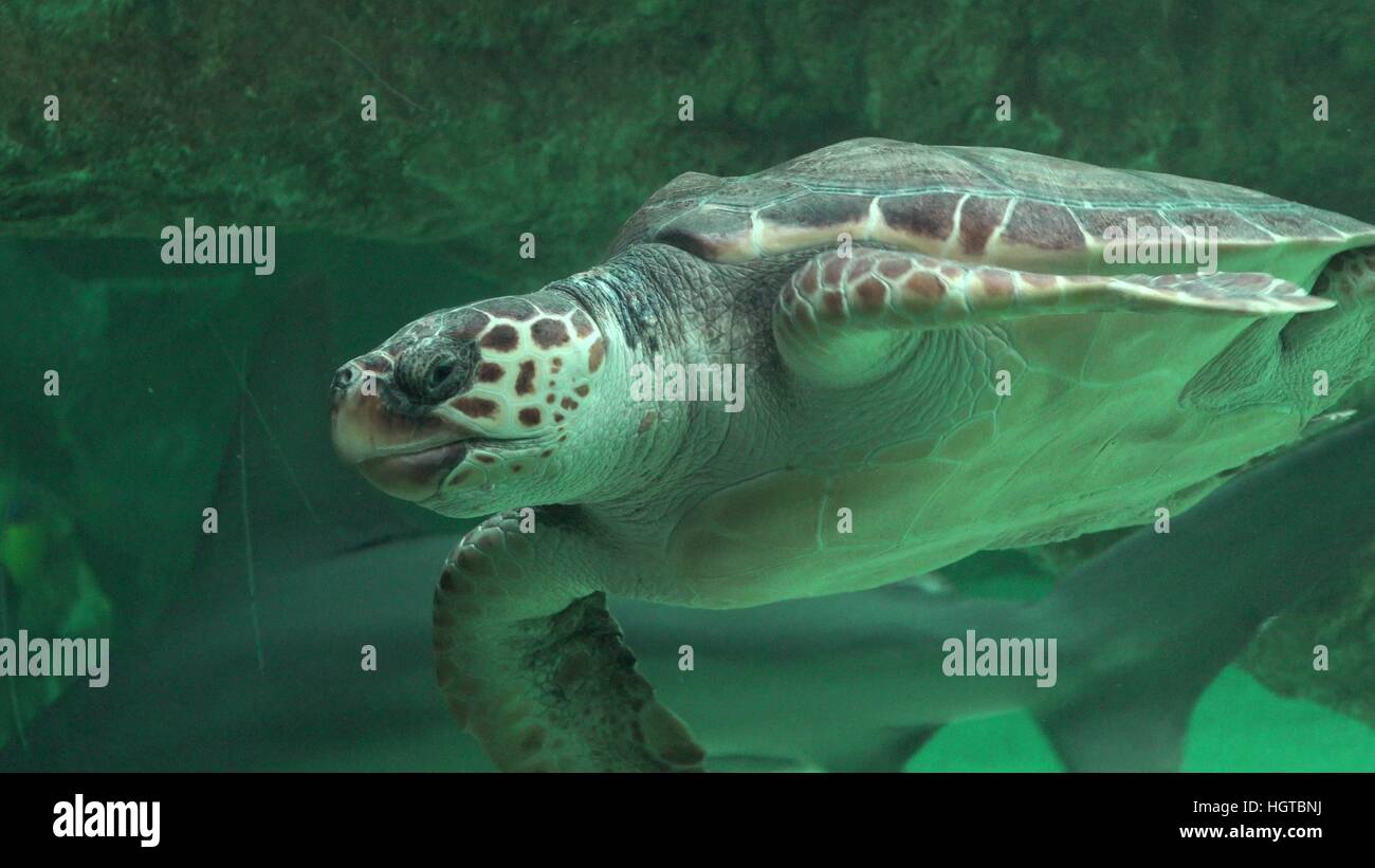 Sea Turtle Swimming In Aquarium Stock Photo - Alamy