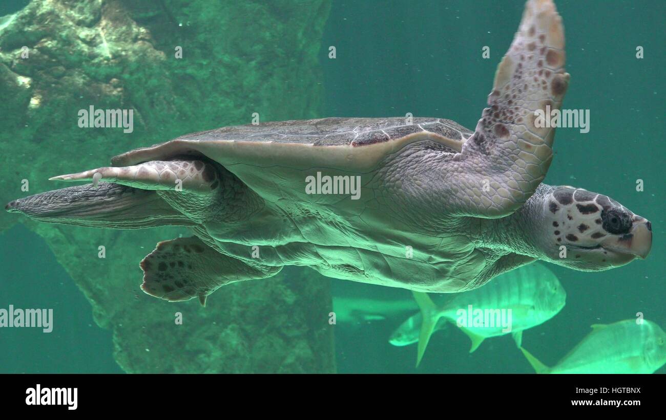 Stomach Or Belly Of Sea Turtle Stock Photo - Alamy