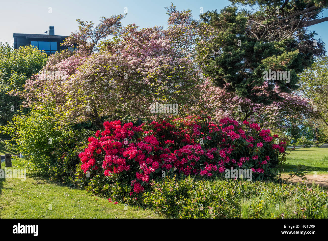 Flower bushes grow together creating a beautiful scene somewhere in ...