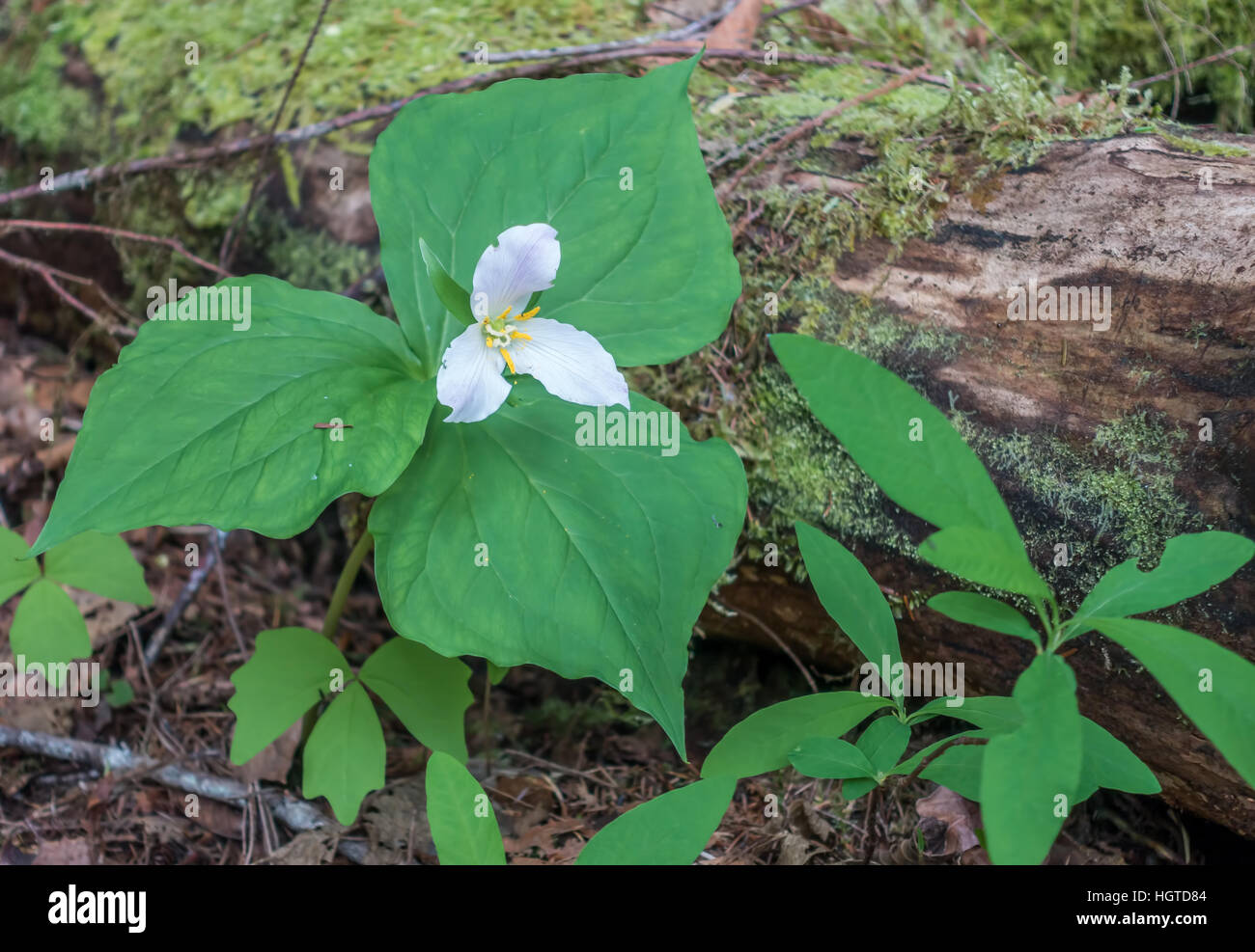 White flower in the forest hi-res stock photography and images - Alamy