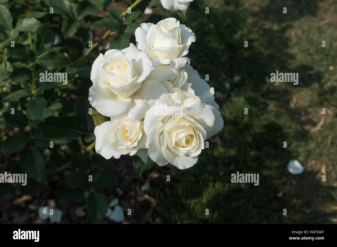 Closeup of a cluster of white Roses. Macro shot Stock Photo - Alamy