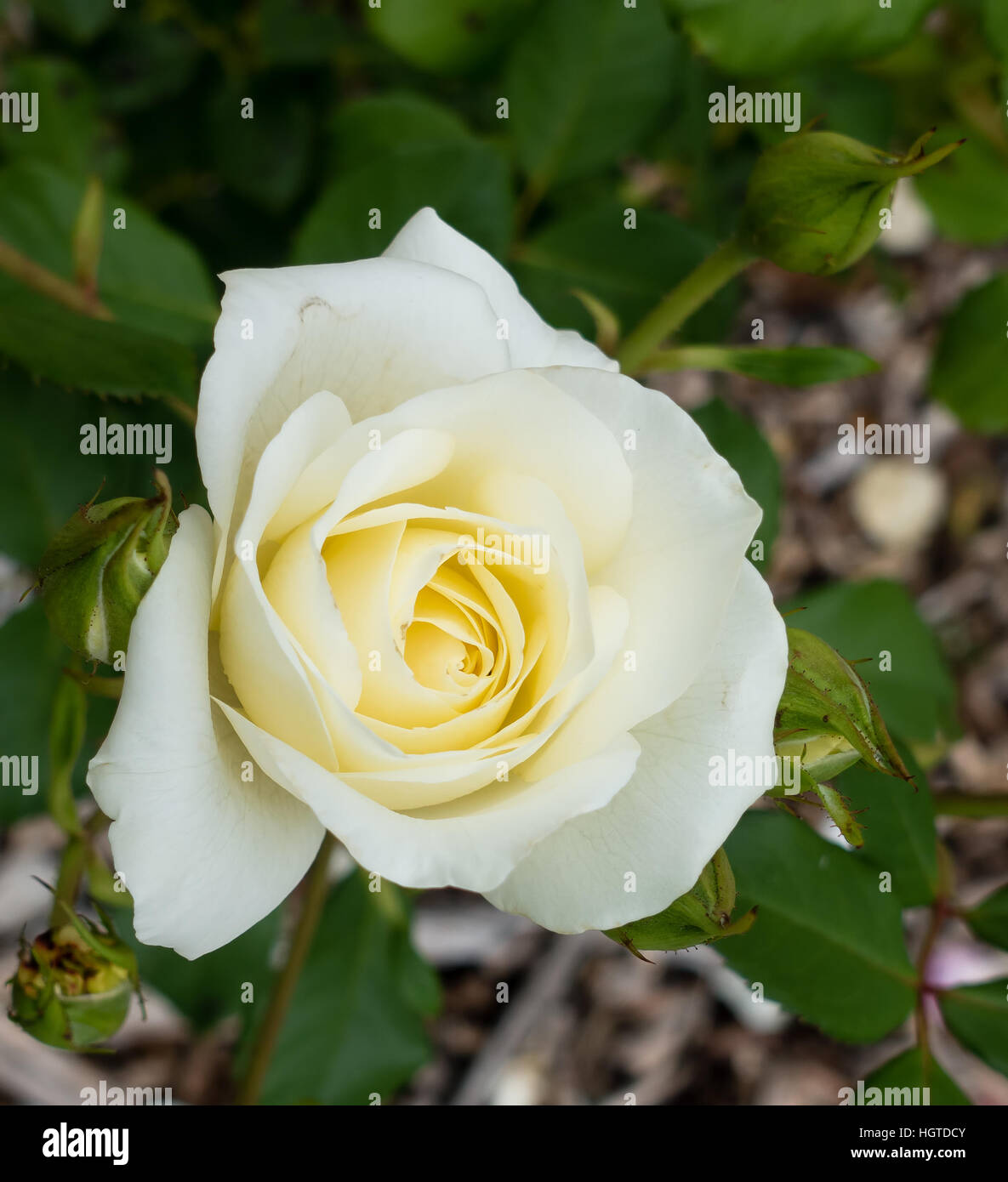 Closeup of a white and yellow rose. Macros shot Stock Photo - Alamy