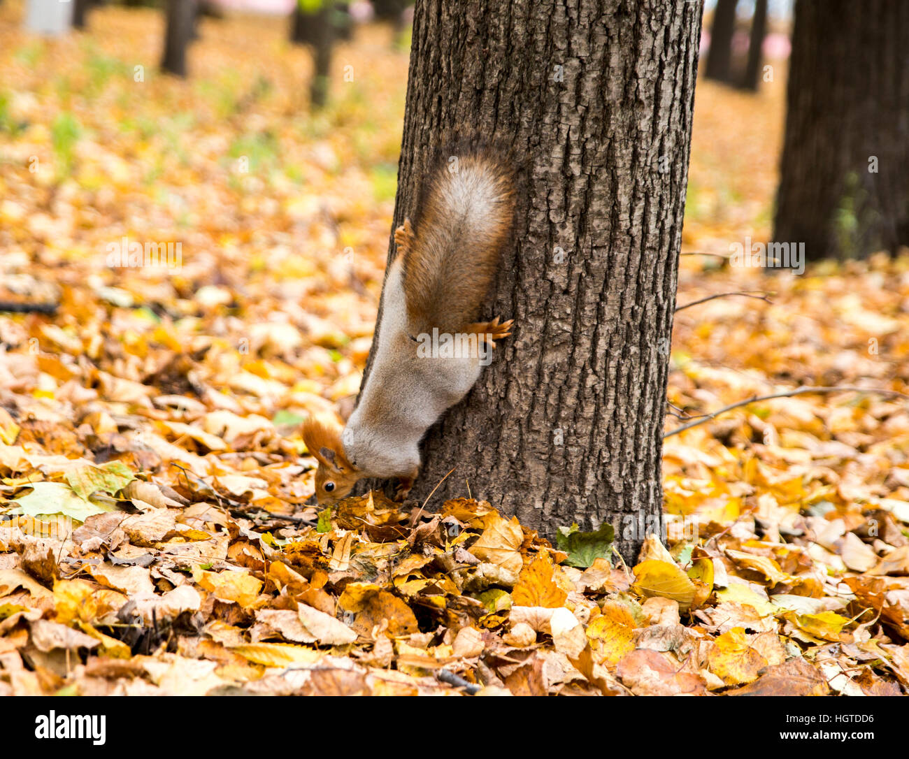 Squirrel down from tree hi-res stock photography and images - Alamy