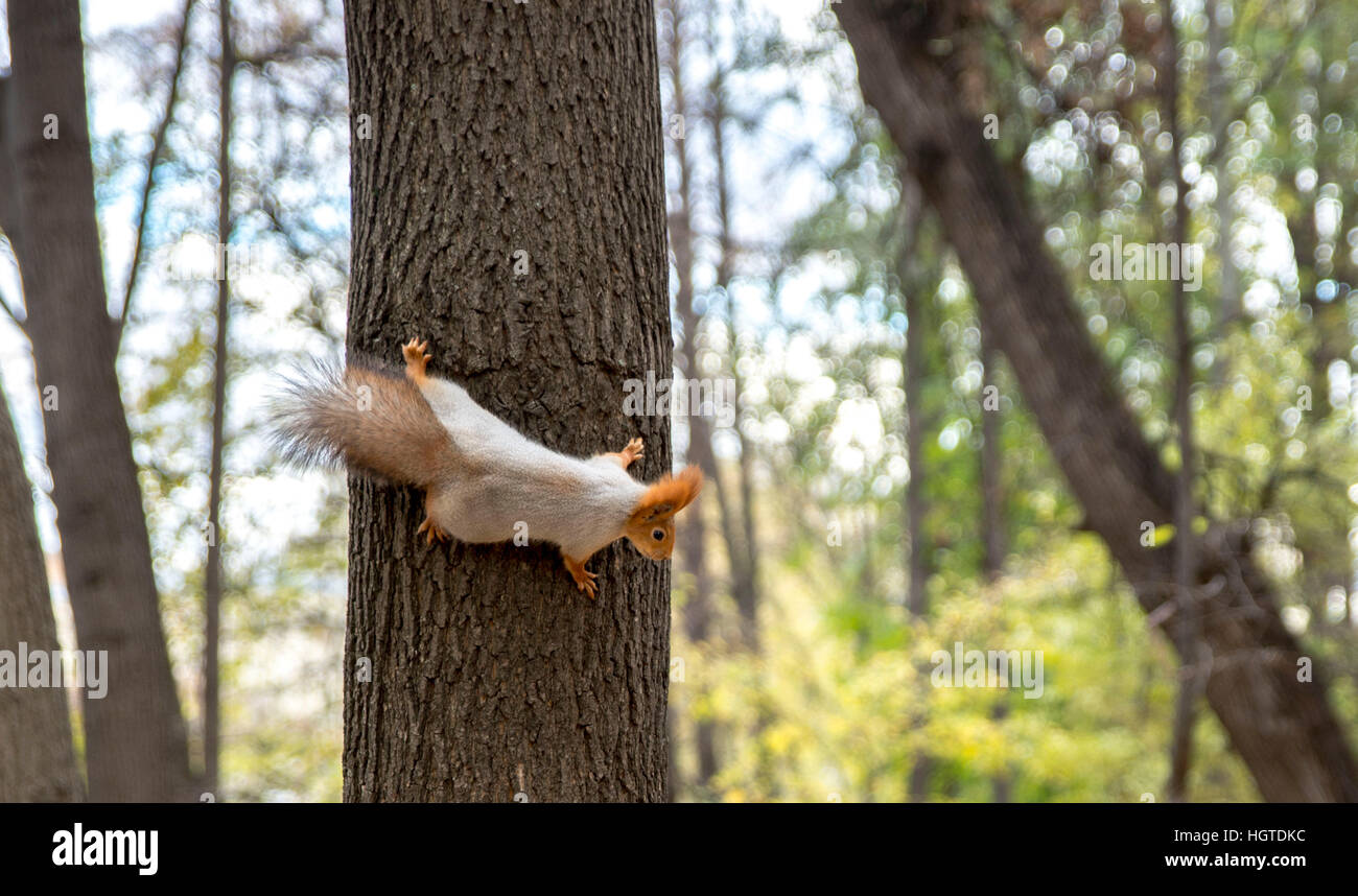 Squirrel tree hi-res stock photography and images - Alamy