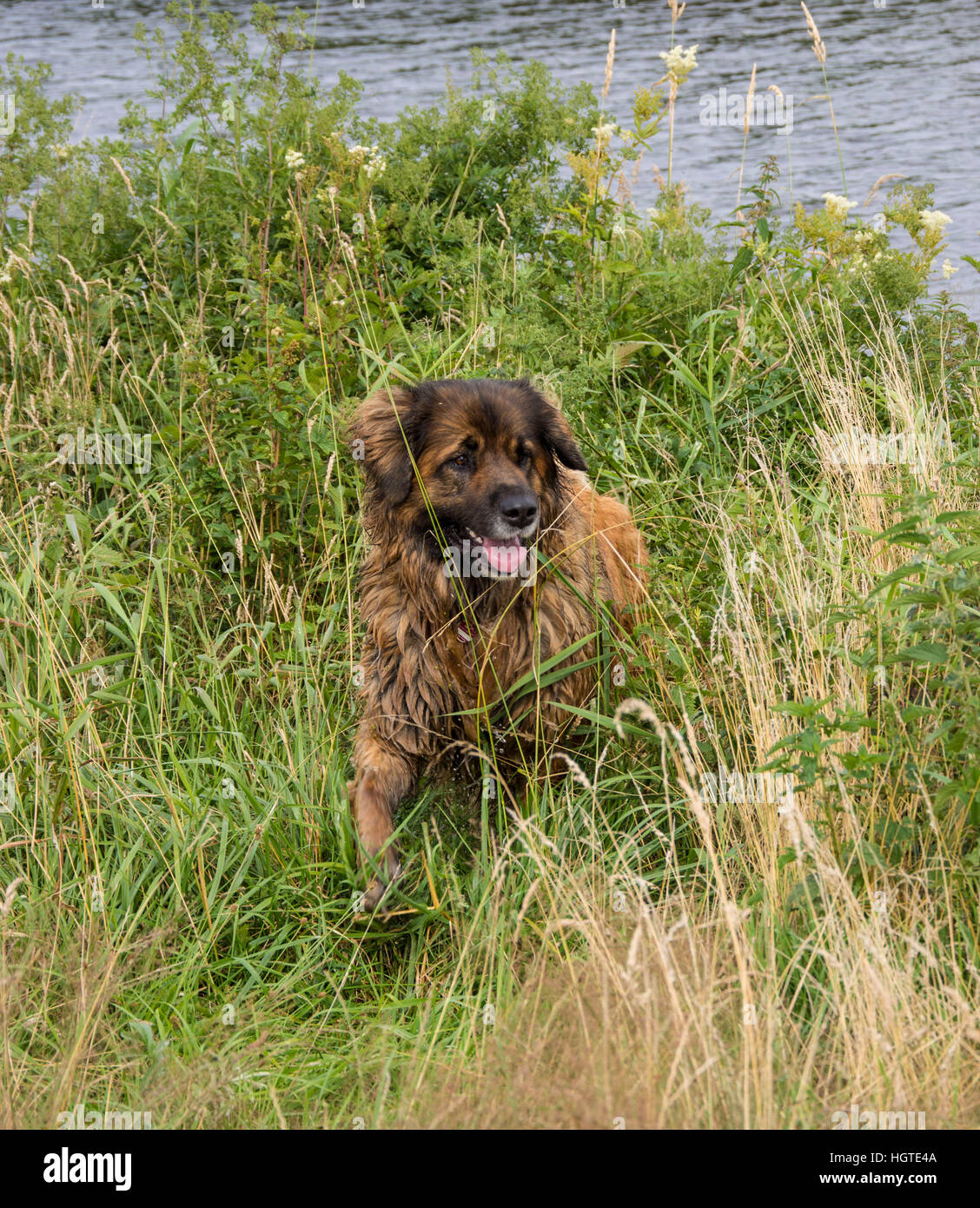 Leonberger dog hi-res stock photography and images - Alamy