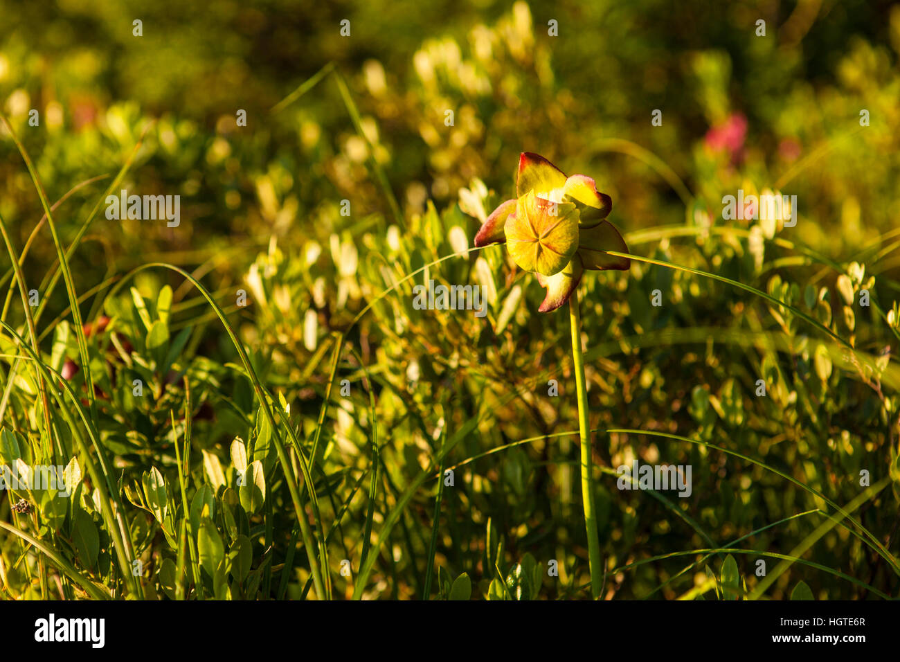 Little berry pond hi-res stock photography and images - Alamy