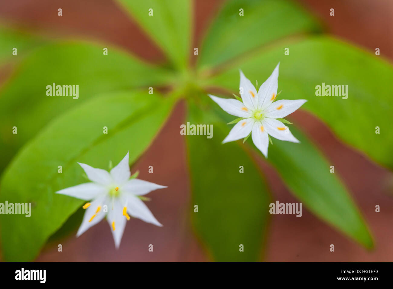 Trientalis borealis hi-res stock photography and images - Alamy